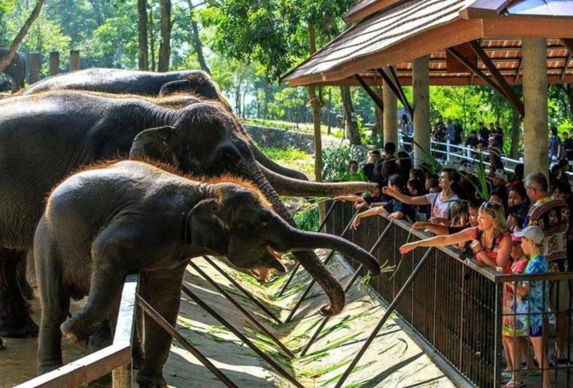 Discover the Bali Zoo: A Unique Wildlife Sanctuary in Southeast Asia